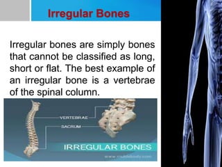 Lesson 3 (Bones).pptx
