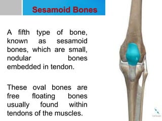 Lesson 3 (Bones).pptx