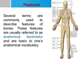 Lesson 3 (Bones).pptx