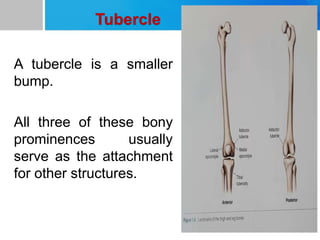 Lesson 3 (Bones).pptx