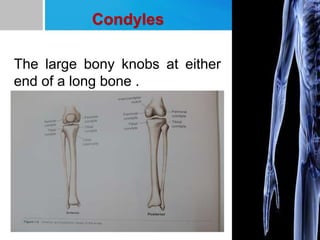 Lesson 3 (Bones).pptx