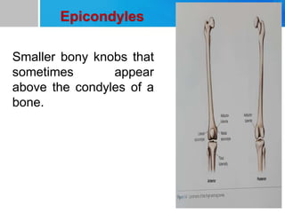 Lesson 3 (Bones).pptx
