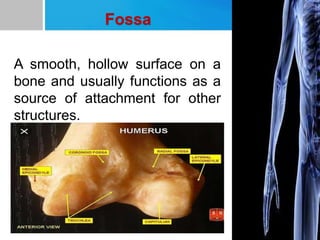 Lesson 3 (Bones).pptx