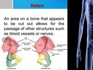 Lesson 3 (Bones).pptx