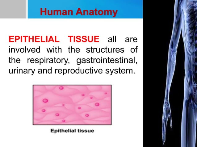 Lesson 3 (Bones).pptx