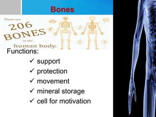 Lesson 3 (Bones).pptx