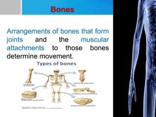 Lesson 3 (Bones).pptx
