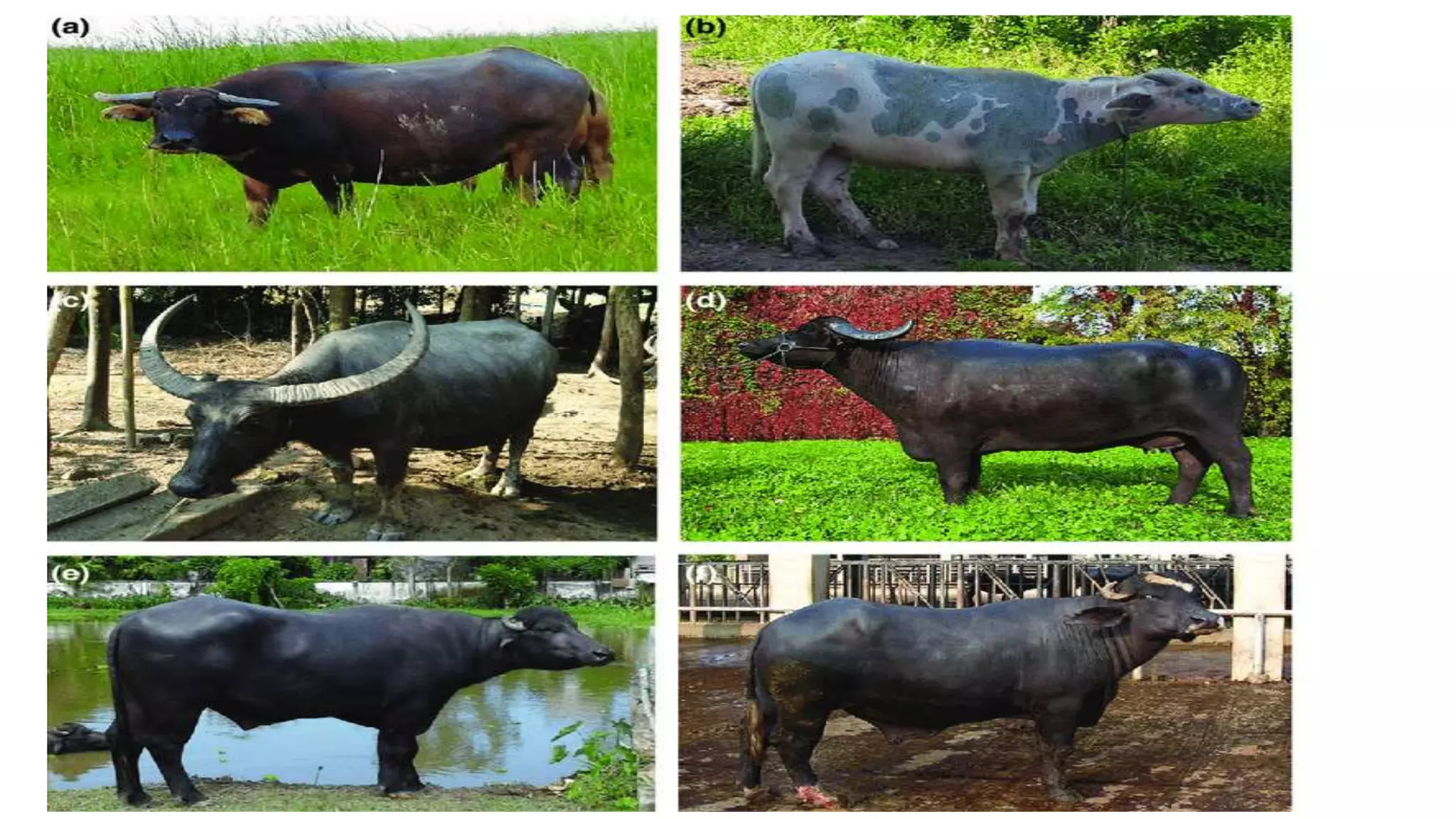 Lesson 3 BREEDS AND BREEDING OF LARGE RUMINANTS.pptx | Agriculture ...