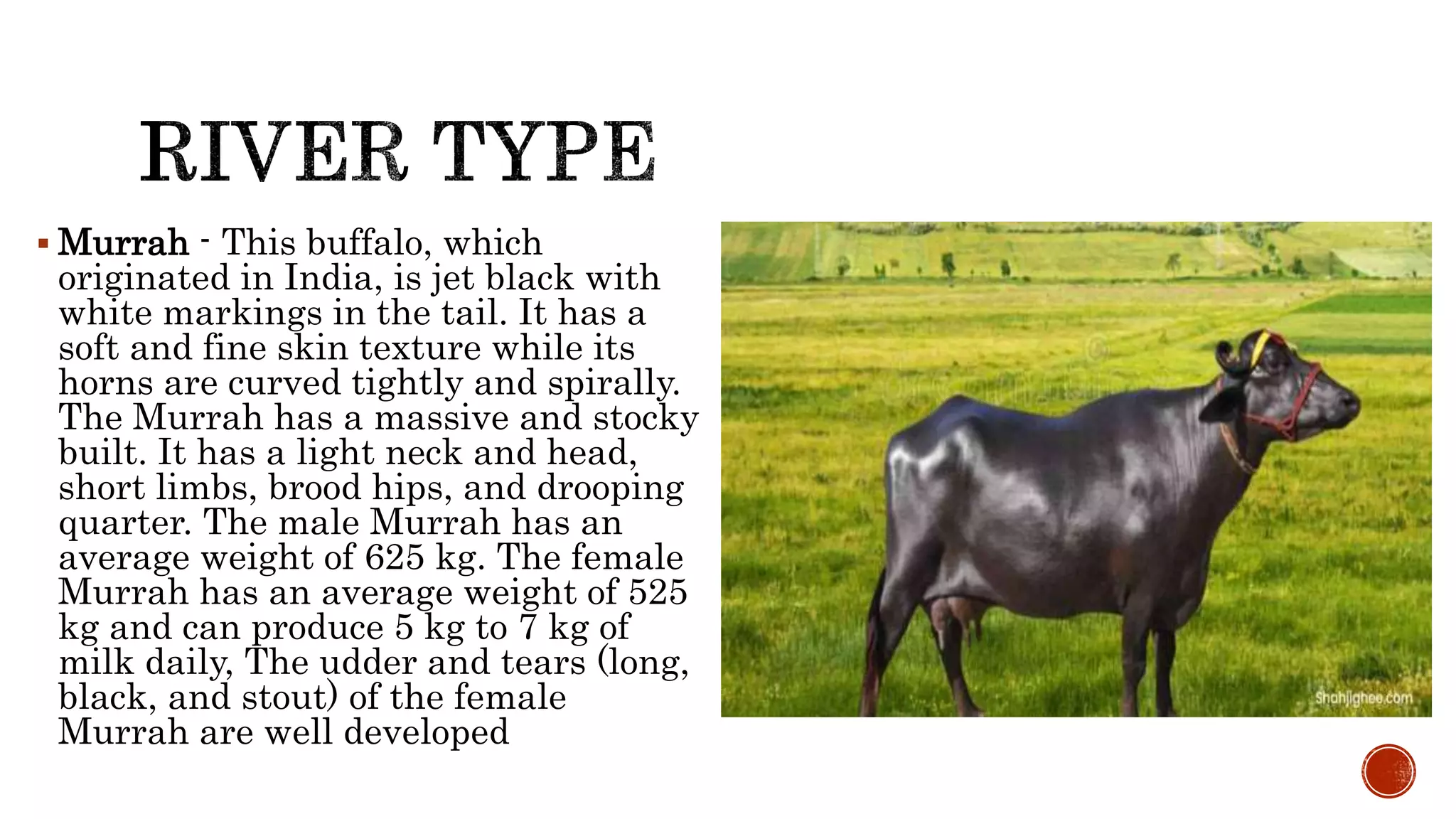 Lesson 3 BREEDS AND BREEDING OF LARGE RUMINANTS.pptx | Agriculture ...