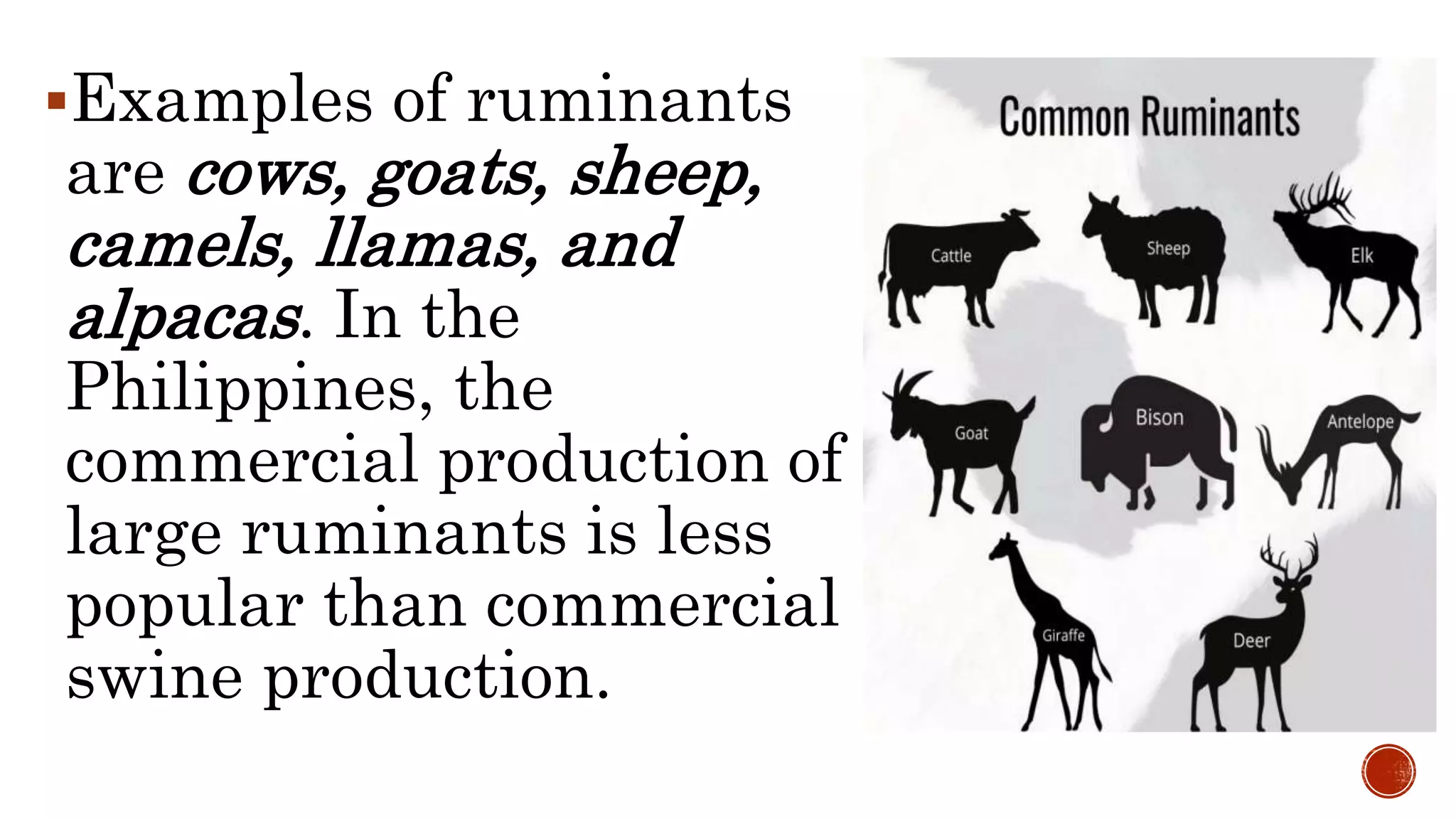 Lesson 3 BREEDS AND BREEDING OF LARGE RUMINANTS.pptx | Agriculture ...