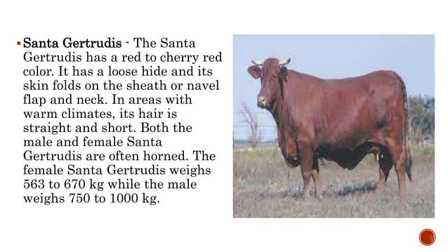 Lesson 3 BREEDS AND BREEDING OF LARGE RUMINANTS.pptx | Agriculture ...