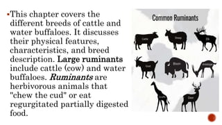 Lesson 3 BREEDS AND BREEDING OF LARGE RUMINANTS.pptx