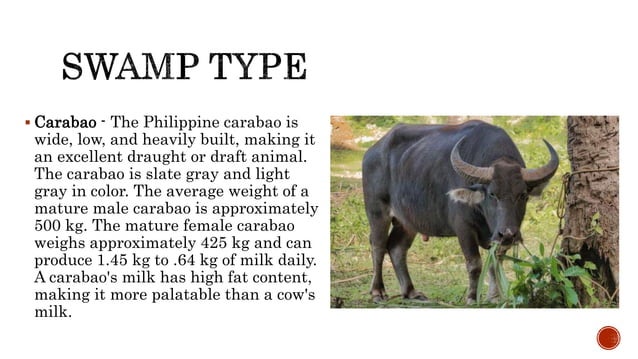 Lesson 3 BREEDS AND BREEDING OF LARGE RUMINANTS.pptx | Agriculture ...