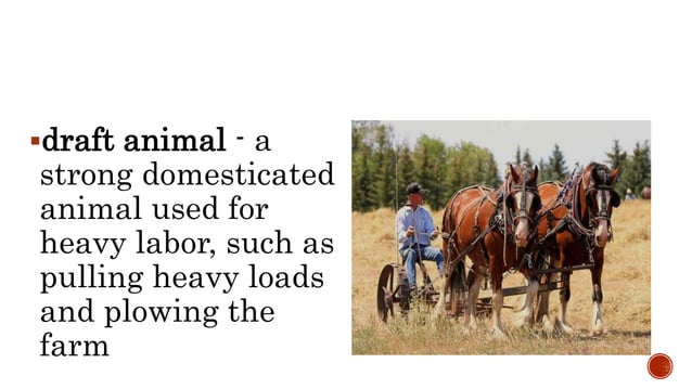 Lesson 3 BREEDS AND BREEDING OF LARGE RUMINANTS.pptx | Agriculture ...