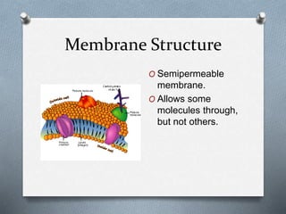 Lesson 3 cell membrane and transport 14-15 | PPTX