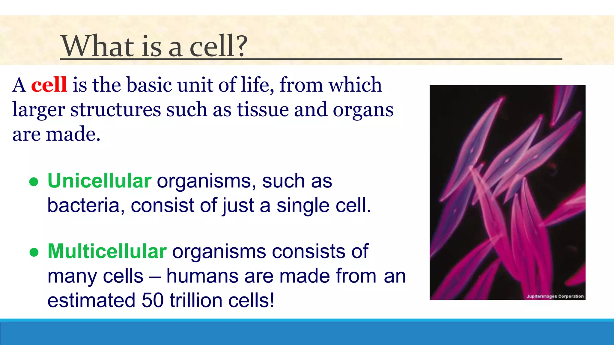 Lesson 3 CELLS (1).pptx