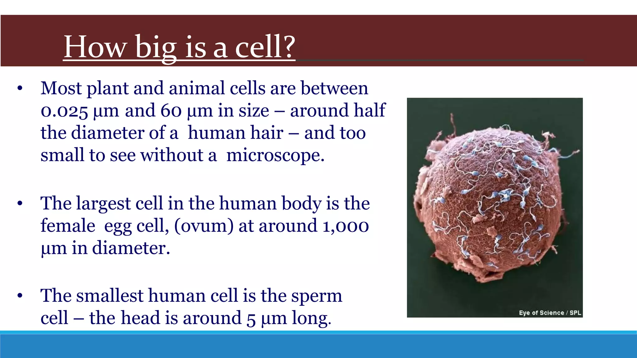 Lesson 3 CELLS (1).pptx