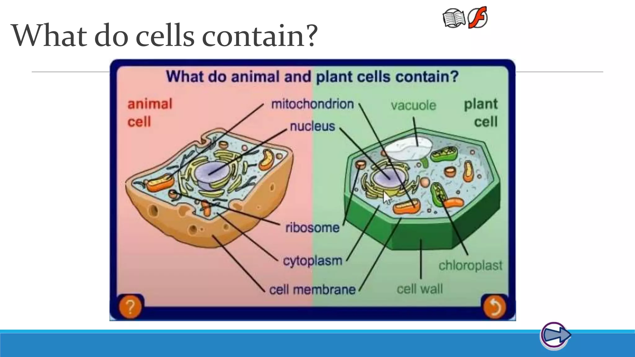 Lesson 3 CELLS (1).pptx