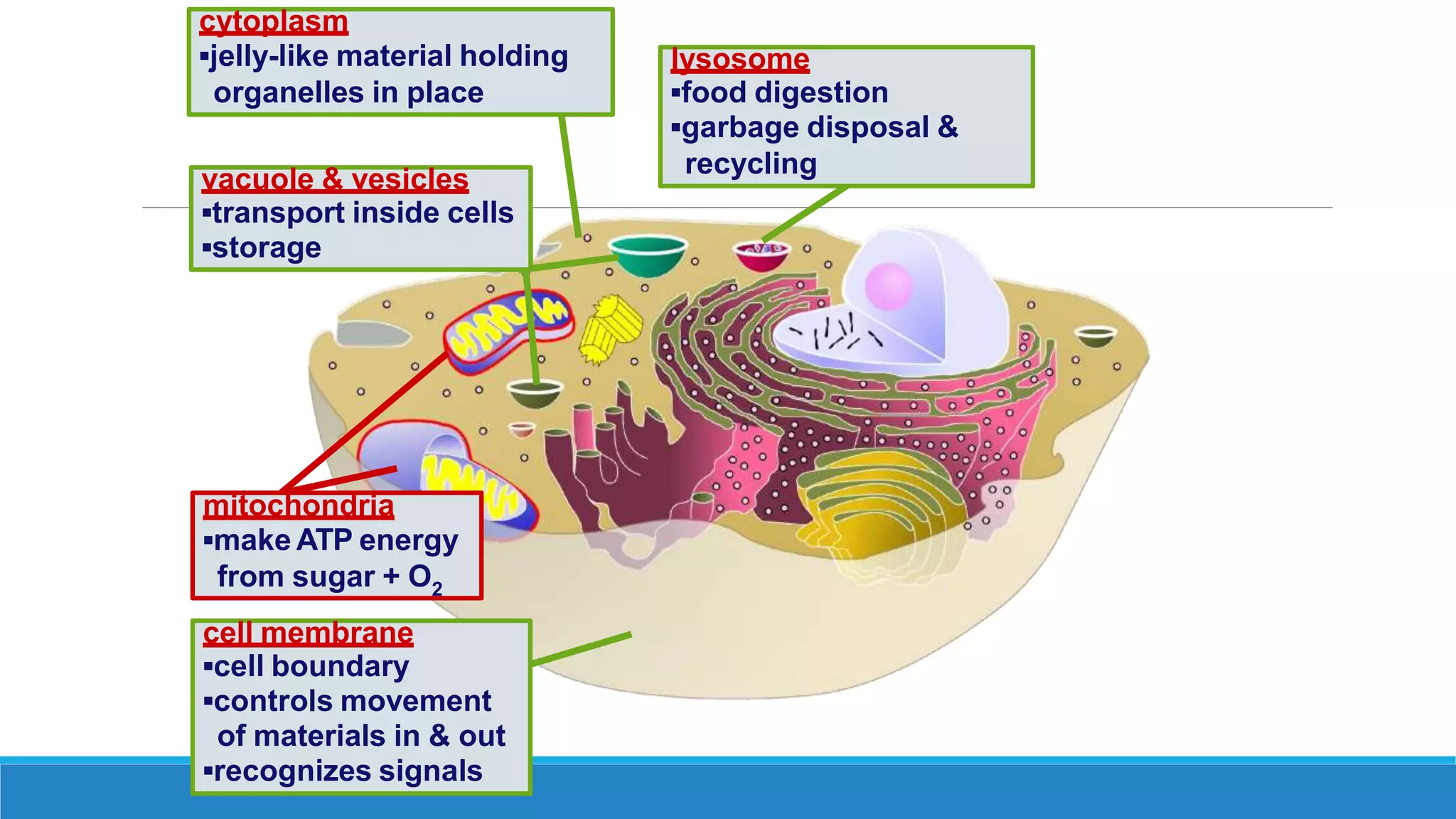 Lesson 3 CELLS (1).pptx