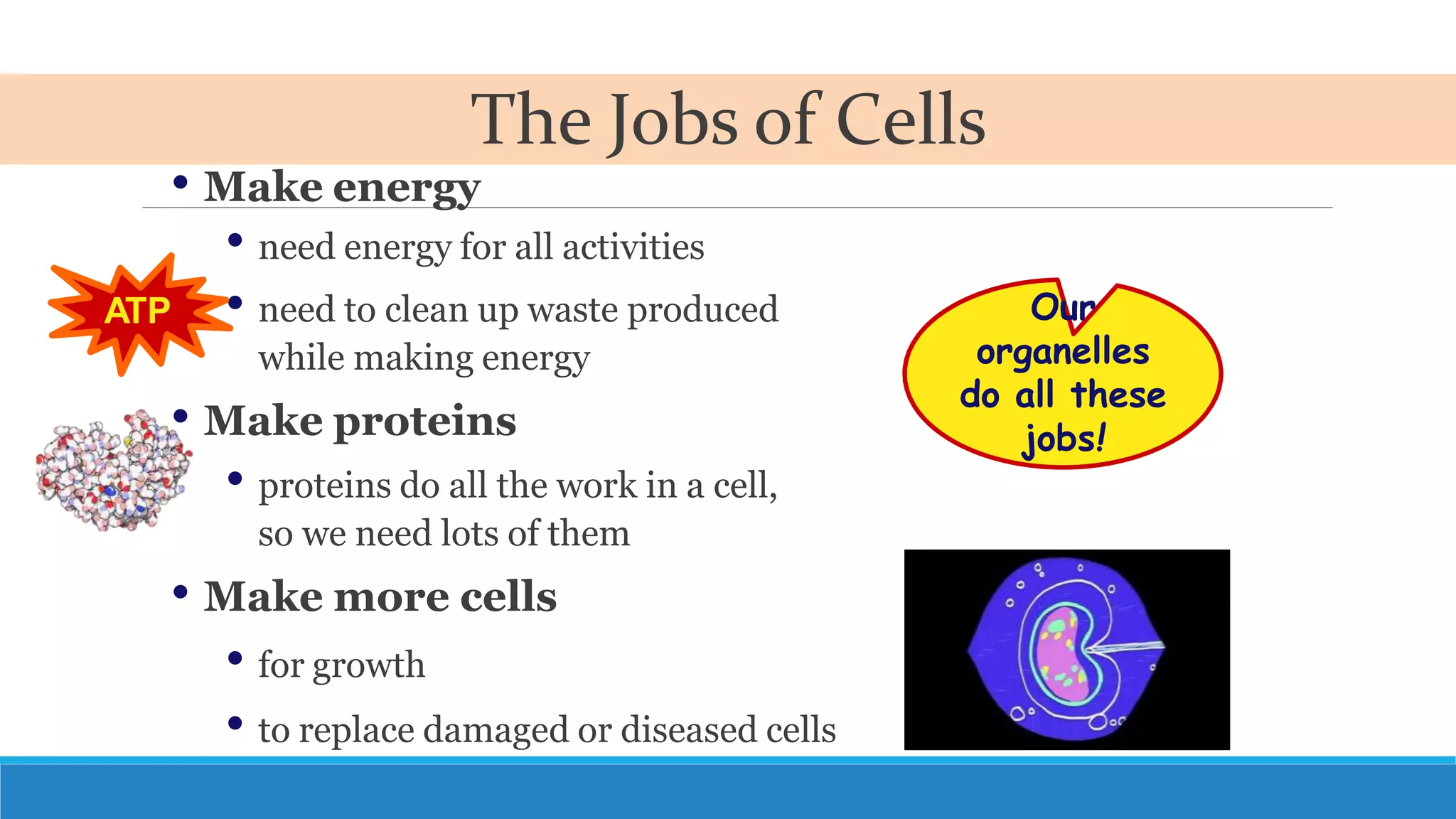 Lesson 3 CELLS (1).pptx