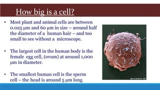 Lesson 3 CELLS (1).pptx