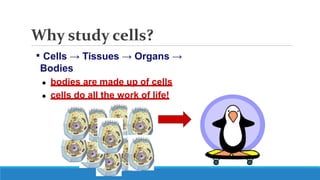 Lesson 3 CELLS (1).pptx