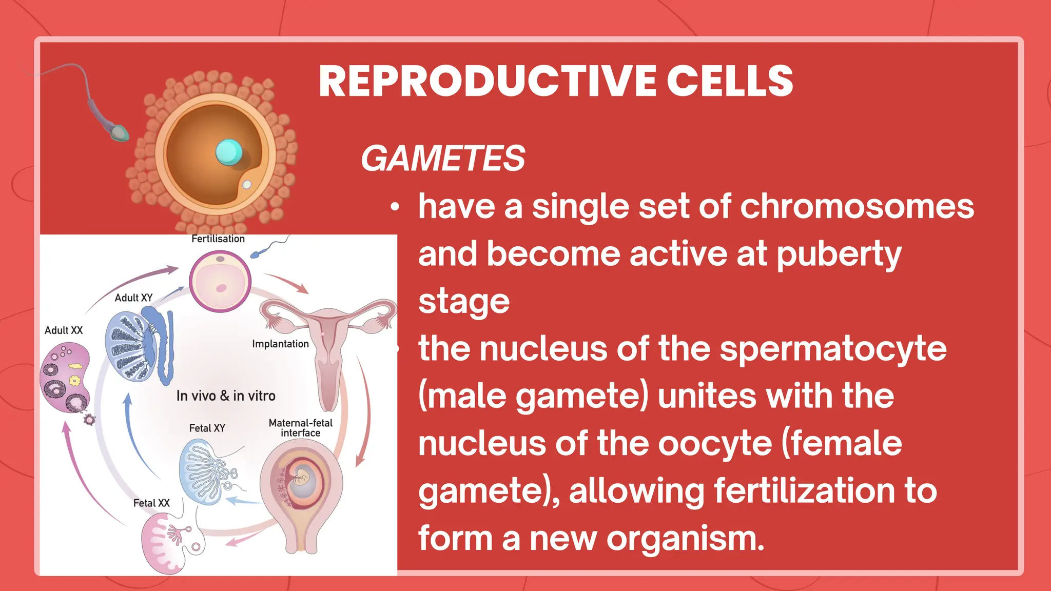 Lesson 3-Cell types in the HumanBody.pdf