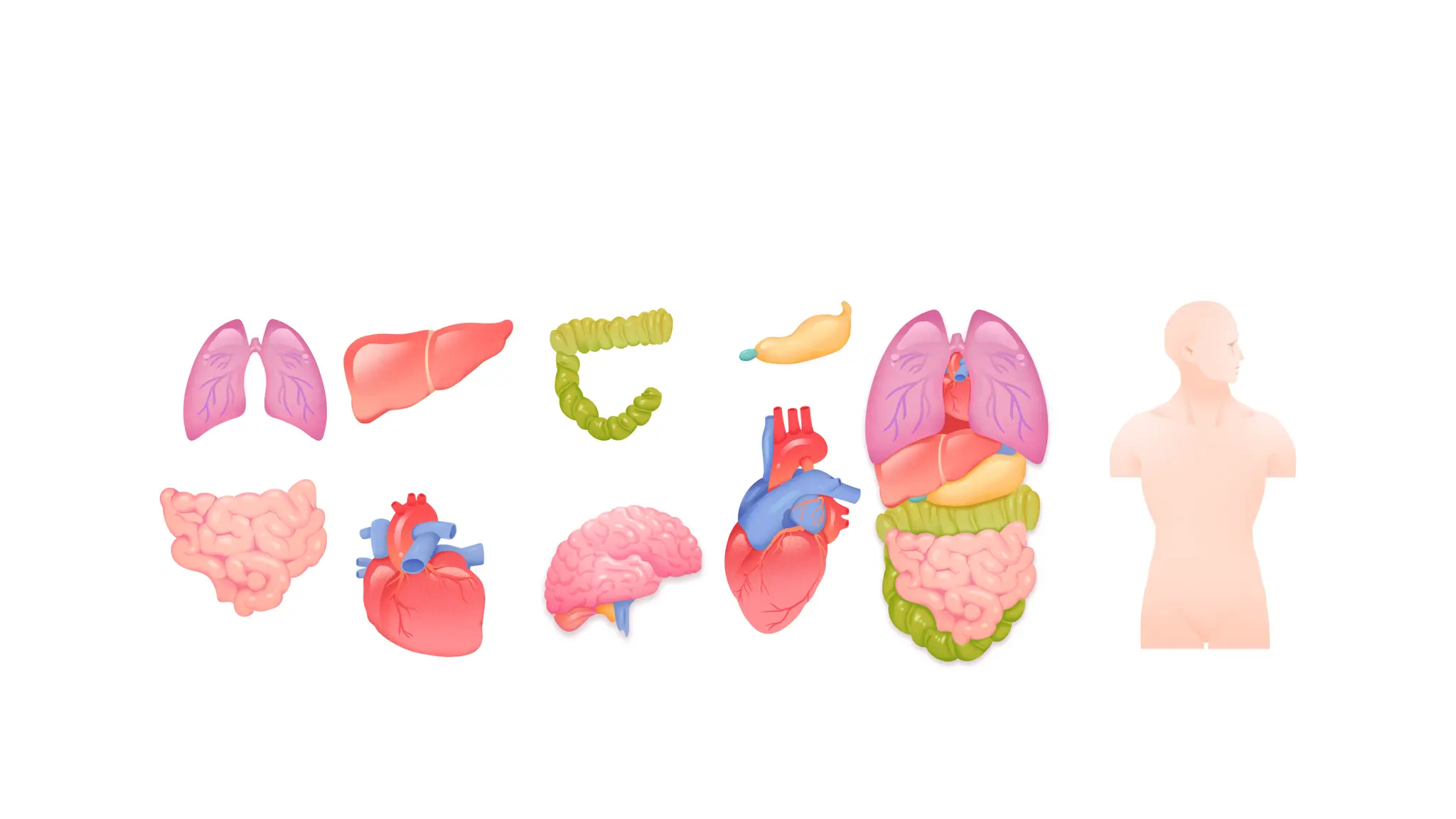 Lesson 3-Cell types in the HumanBody.pdf
