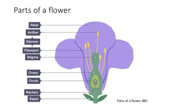Lesson 3 deep into the plant life cycles