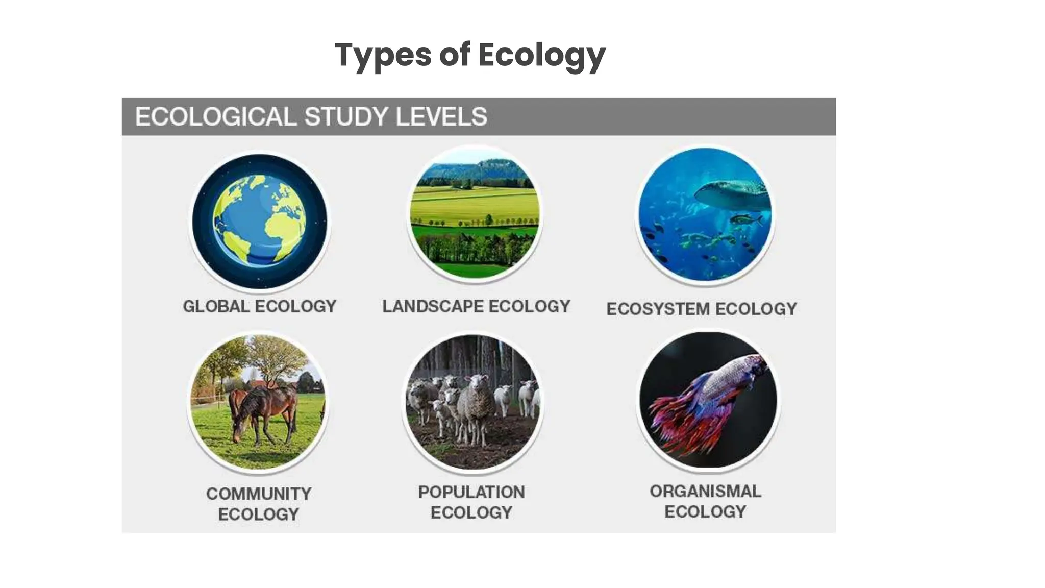 Lesson 3 Ecosystem for gclass.pptx for 2nd year srudents | PPTX