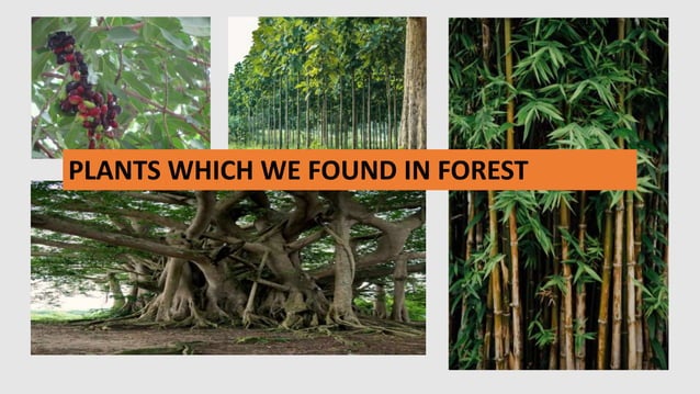 lesson 3 GO AROUND THE FOREST STD 4.pptx