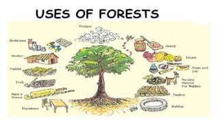 lesson 3 GO AROUND THE FOREST STD 4.pptx