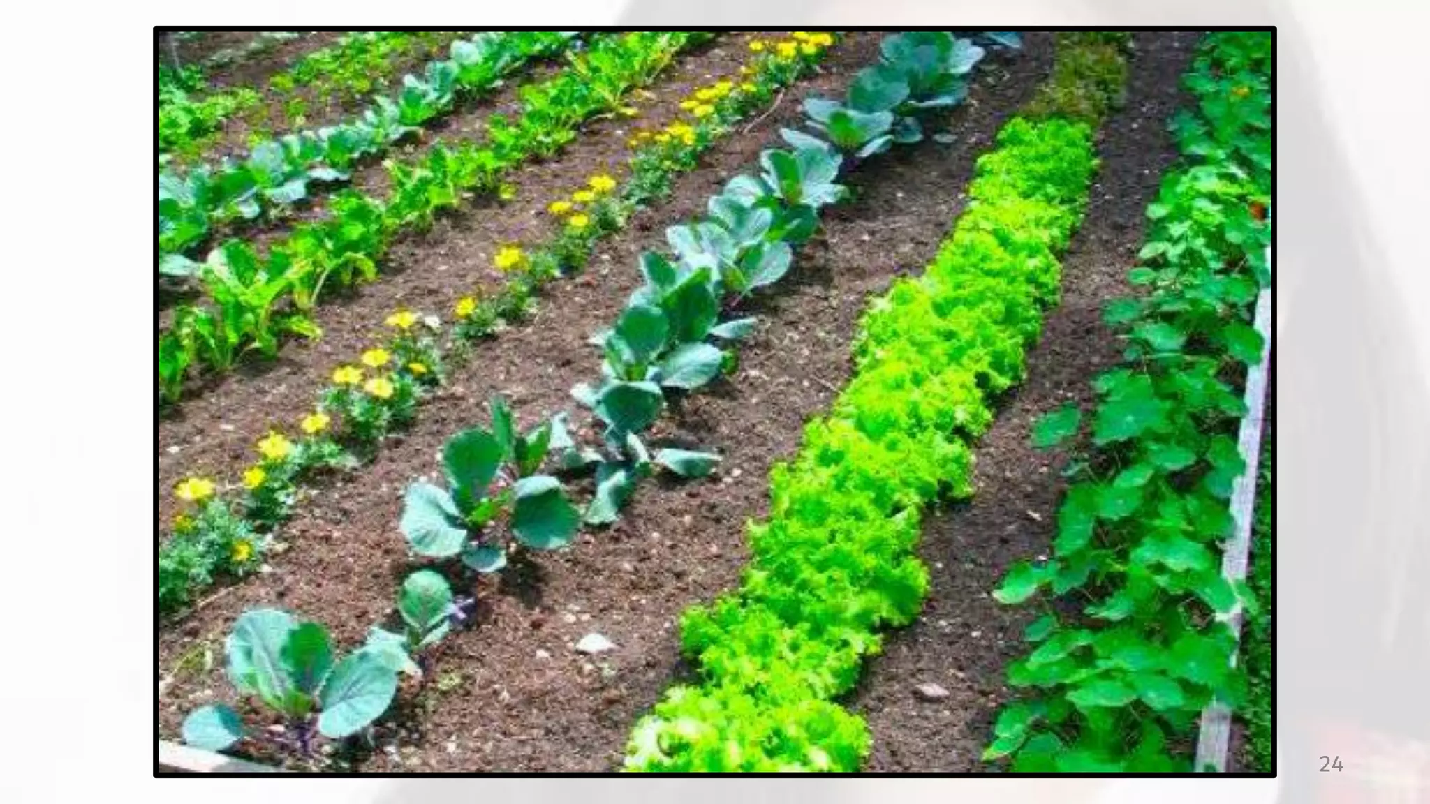 Agri-Crop Production - Lesson 3 interpret plans and drawings | PDF