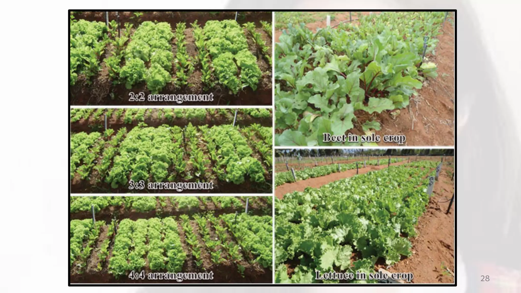 Agri-Crop Production - Lesson 3 interpret plans and drawings | PDF