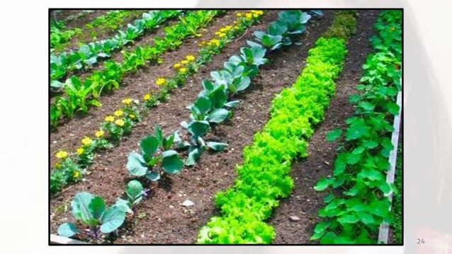 Agri-Crop Production - Lesson 3 interpret plans and drawings | PDF