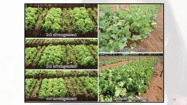 Agri-Crop Production - Lesson 3 interpret plans and drawings | PDF