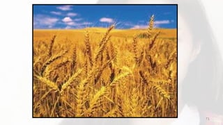 Agri-Crop Production - Lesson 3 interpret plans and drawings | PDF