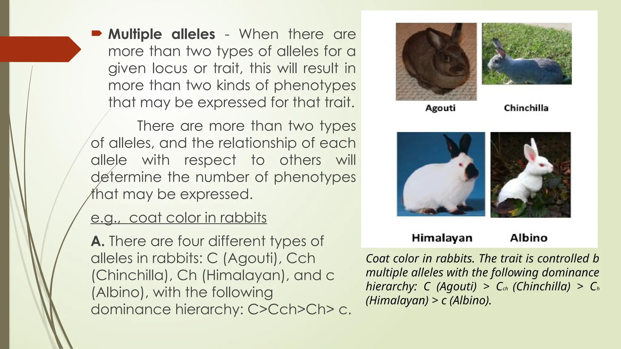 Lesson 3 Modification to Mendel’s Classic Ratios.pptx