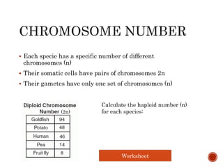 Lesson 3 nucleus dna-chromosomes | PPTX