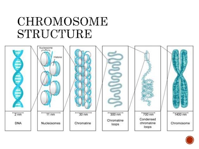Lesson 3 nucleus dna-chromosomes