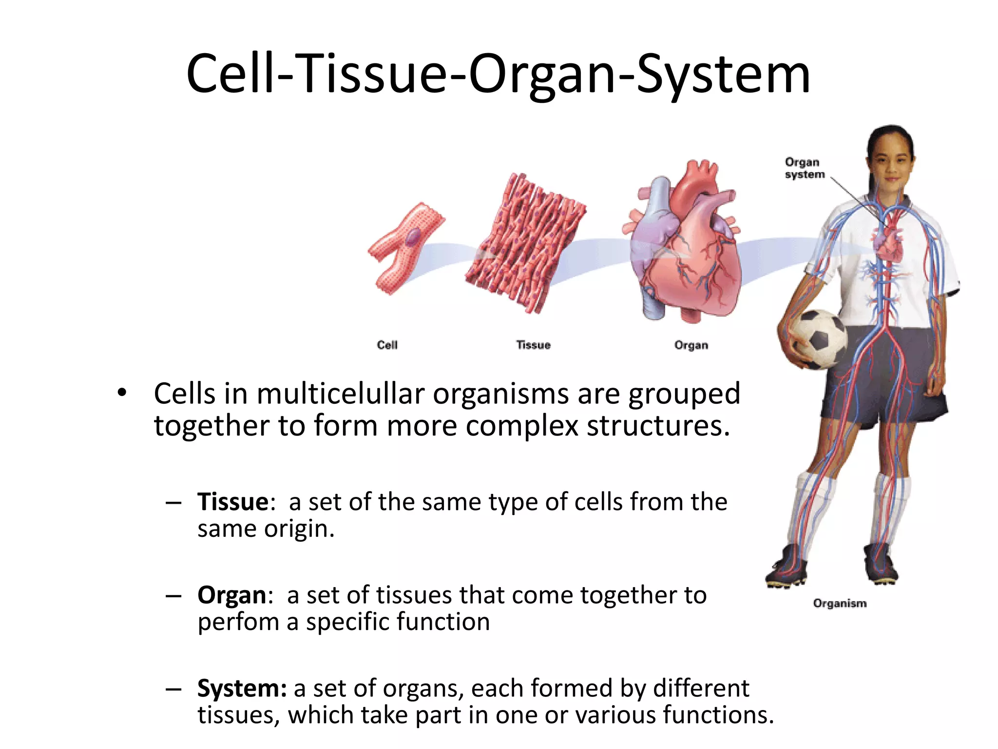 Lesson 3 organization of the human body | PDF | Bone and Joint ...
