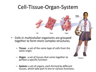 Lesson 3 organization of the human body | PDF | Bone and Joint ...