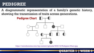 QUARTER 1 Lesson3_Pattern of Inheritance .pptx