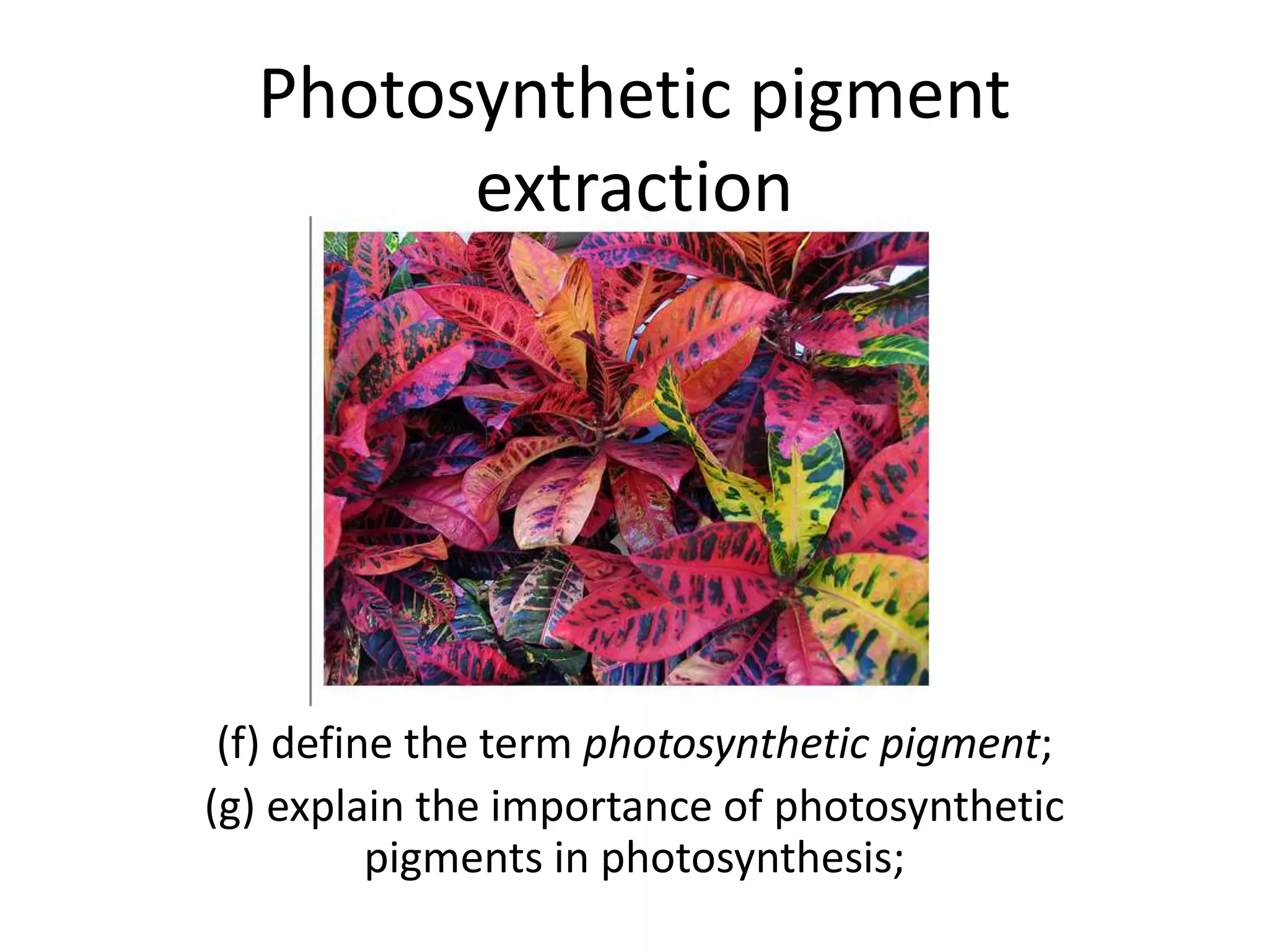 Lesson 3 photosynthetic pigment extraction | PPT