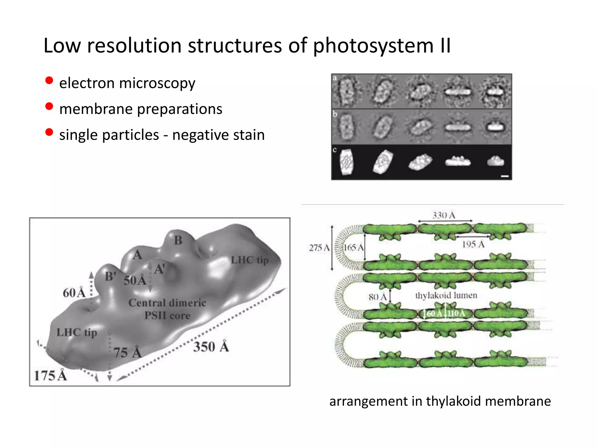 Lesson 3 photosynthetic pigment extraction | PPT