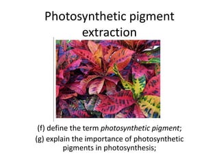 Lesson 3 photosynthetic pigment extraction | PPT