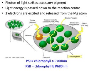 Lesson 3 photosynthetic pigment extraction | PPT