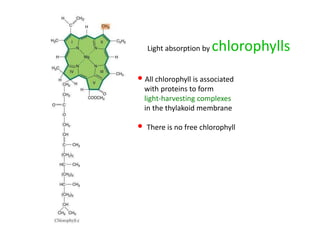 Lesson 3 photosynthetic pigment extraction | PPT