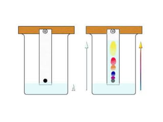 Lesson 3 photosynthetic pigment extraction | PPT