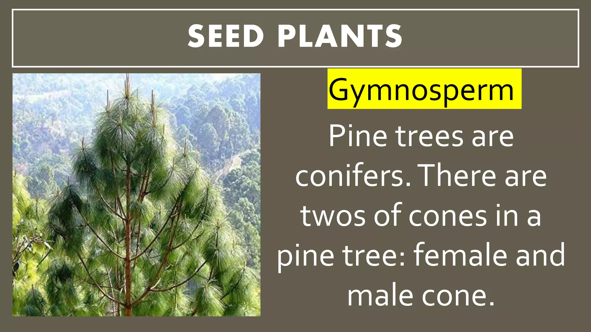 Lesson 3 Plant Reproduction- Grade 5 Science | PPTX